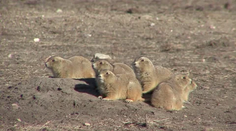 Yip Yip Dog Stock Video Footage | Royalty Free Yip Yip Dog Videos | Pond5