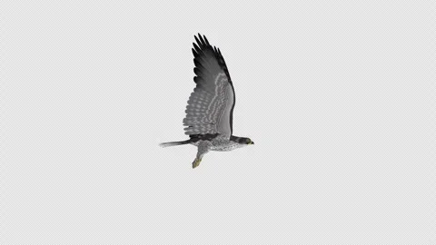Prarie Falcon Raptor Bird - Flying Loop ... | Stock Video | Pond5