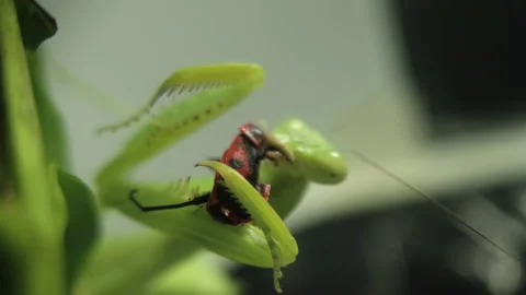 Praying Mantis Are Carnivores, Eating Ma... | Stock Video | Pond5