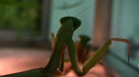 Insect War Stock Video Footage | Royalty Free Insect War Videos | Pond5