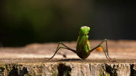 praying mantis with ladybug in backgroun... | Stock Video | Pond5