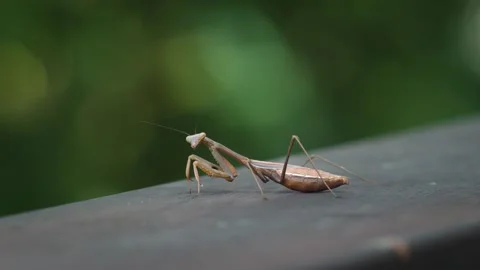 Praying Mantis, Mantidae, Invertebrates,... | Stock Video | Pond5