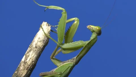 Praying mantis shaking legs on branch on... | Stock Video | Pond5