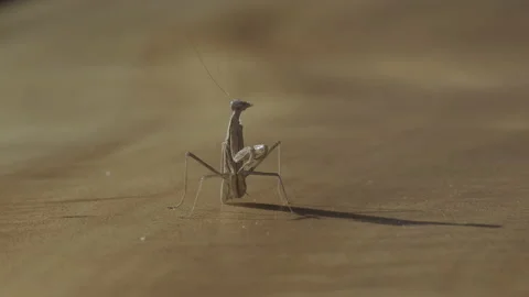 Praying mantis sp. (Mantodea) frontview,... | Stock Video | Pond5