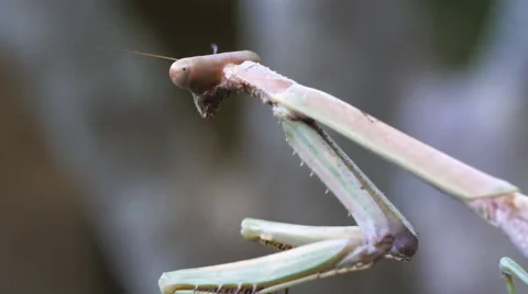 praying mantis turning head | Stock Video | Pond5