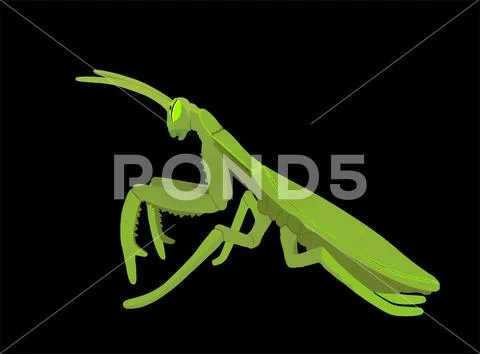 Praying mantis vector illustration isolated on black background ...