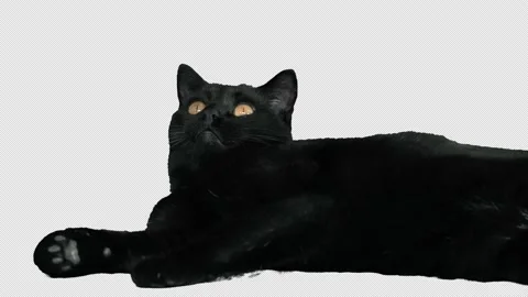 Pre Keyed Stock Video Footage | Royalty Free Pre Keyed Videos | Pond5