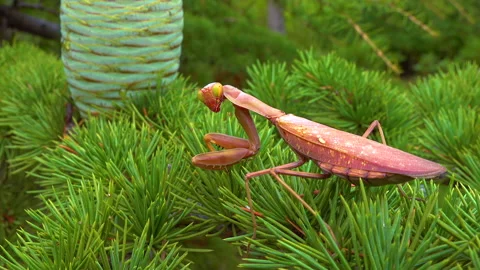 Predator preys on insects. The European ... | Stock Video | Pond5