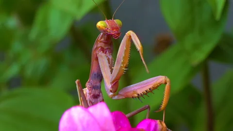 Predator preys on insects. The European ... | Stock Video | Pond5