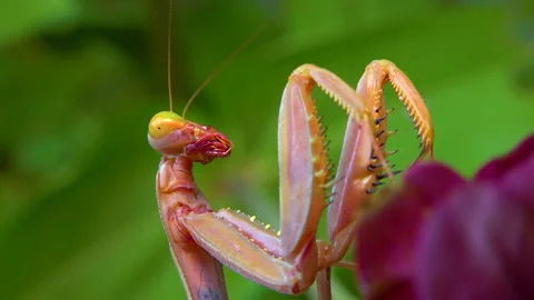 Predator preys on insects. The European ... | Stock Video | Pond5