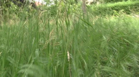 Sneaking Stock Video Footage | Royalty Free Sneaking Videos | Pond5