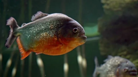 Predatory freshwater piranha fish that l... | Stock Video | Pond5