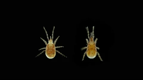 Predatory mite (acari) under a microscop... | Stock Video | Pond5