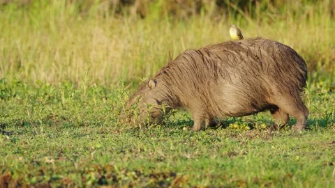 Pregnant capybara grazing on river bank ... | Stock Video | Pond5
