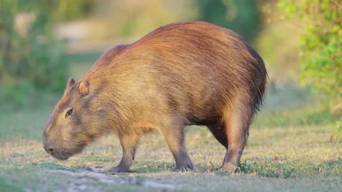 A pregnant mother capybara, hydrochoerus... | Stock Video | Pond5