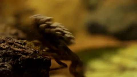 Pregnant water bugs males looking after ... | Stock Video | Pond5