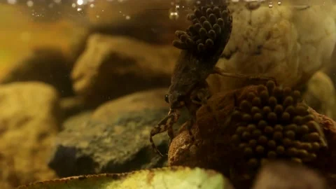 Pregnant water bugs males looking after ... | Stock Video | Pond5