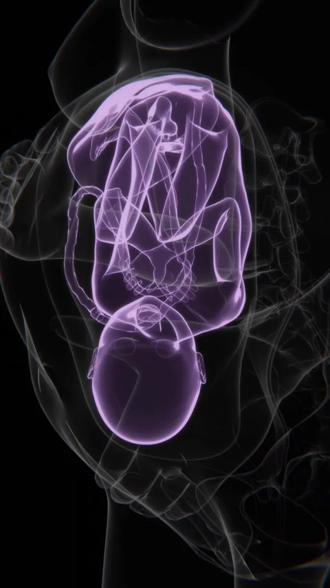 Pregnant Belly Video Stock Videos – Royalty-Free HD & 4K Videos | Page 5