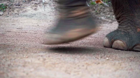 Prehensile trunk, feet and toes of asian... | Stock Video | Pond5