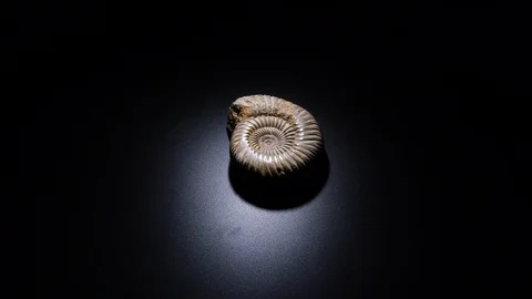 Prehistoric Ammonite fossil gyrating wit... | Stock Video | Pond5