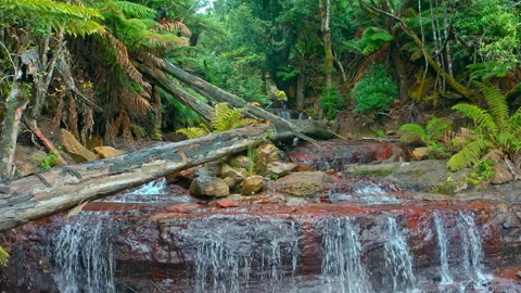 Prehistoric Forest Stock Footage ~ Royalty Free Stock Videos | Pond5