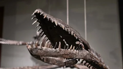 Prehistoric Predator Fossils For Auction... | Stock Video | Pond5