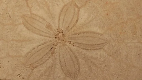 Prehistoric sand dollar 4K | Stock Video | Pond5