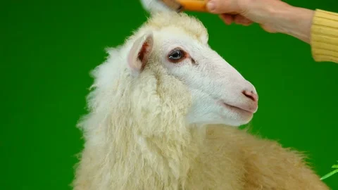 preparation for photography, combing she... | Stock Video | Pond5