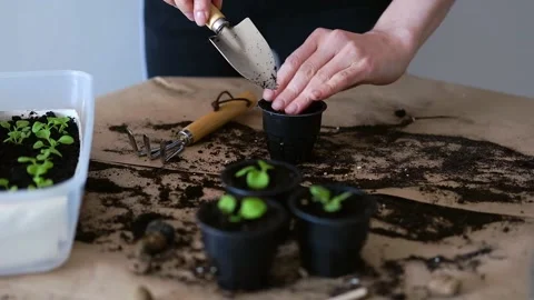 Preparing the soil in pots for planting ... | Stock Video | Pond5