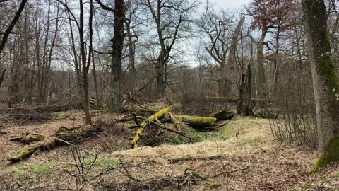 Preserved forest without human intervent... | Stock Video | Pond5