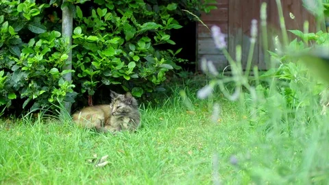 Pretty Cat Chilling out in the Garden | Stock Video | Pond5