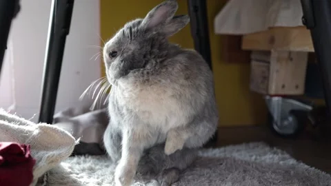 Pretty cute little grey bunny rabbit sta... | Stock Video | Pond5