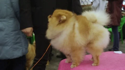 Pretty fluffy Pomeranian waiting for vet... | Stock Video | Pond5