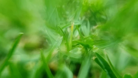 Pretty Surreal Stock Videos – Royalty-Free HD & 4K Videos | Pond5