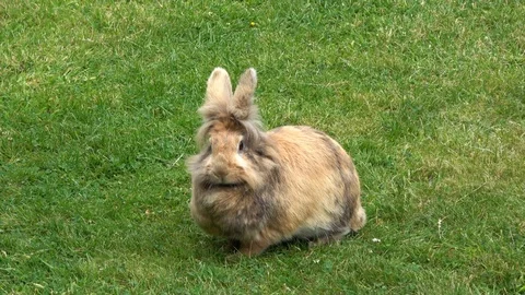 Uk Lion Head Stock Videos – Royalty-Free HD & 4K Videos | Pond5