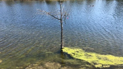 Pretty pond with tree in clear rippling ... | Stock Video | Pond5