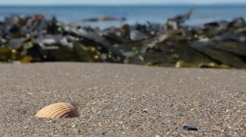 Pretty Shell On A Sandy Seaweed Beach | Stock Video | Pond5