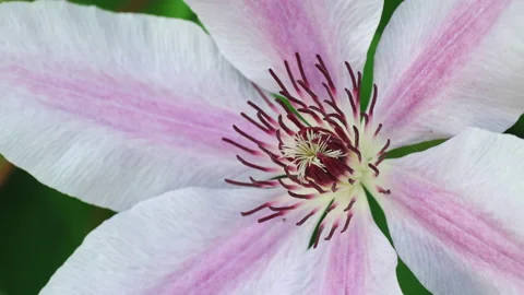 Two Tone Stock Videos – Royalty-Free HD & 4K Videos | Page 3