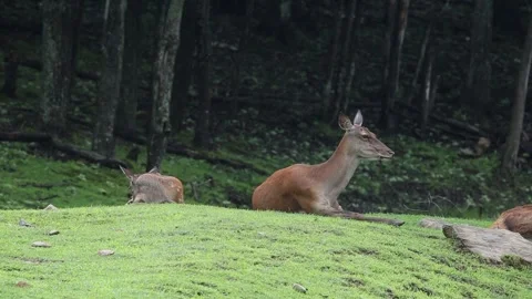 Pretty young white-tailed doe resting wi... | Stock Video | Pond5