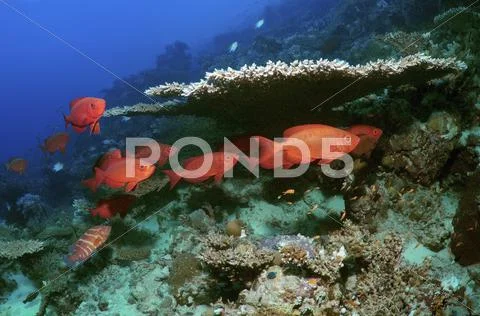 Priacanthus hamrur, lunar-tailed bigeye or moontail bullseye (pr ~ Hi ...