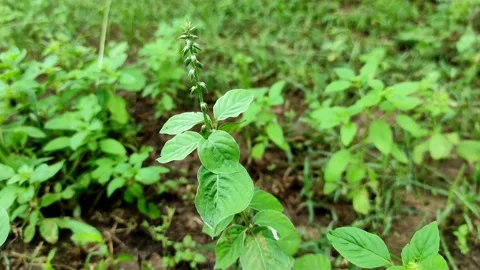 Prickly rough chaff flowers growing in a... | Stock Video | Pond5