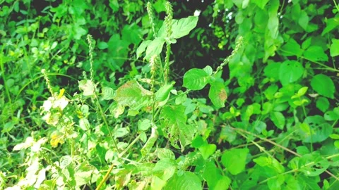 Prickly rough chaff flowers growing in a... | Stock Video | Pond5
