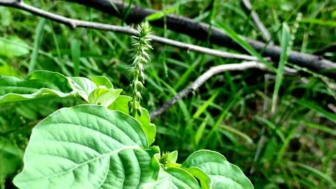 Prickly rough chaff flowers growing in a... | Stock Video | Pond5