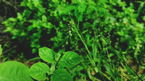 Prickly rough chaff flowers growing in a... | Stock Video | Pond5