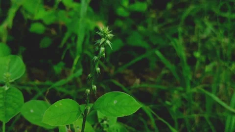Prickly rough chaff flowers growing in a... | Stock Video | Pond5