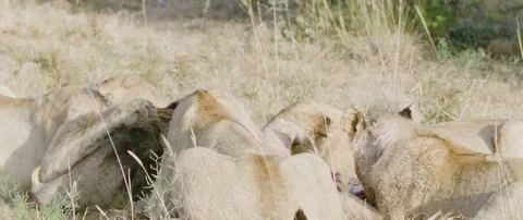Pride of lions eating a wild hog in the ... | Stock Video | Pond5
