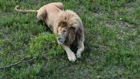 Pride of lions in the national park. Ani... | Stock Video | Pond5