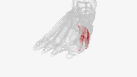 The primary function of the flexor hallu... | Stock Video | Pond5