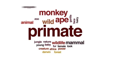 Primate animated word cloud, text design... | Stock Video | Pond5