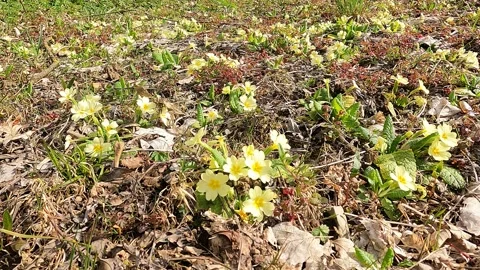 Primroses (Primula vulgaris) in the sun ... | Stock Video | Pond5